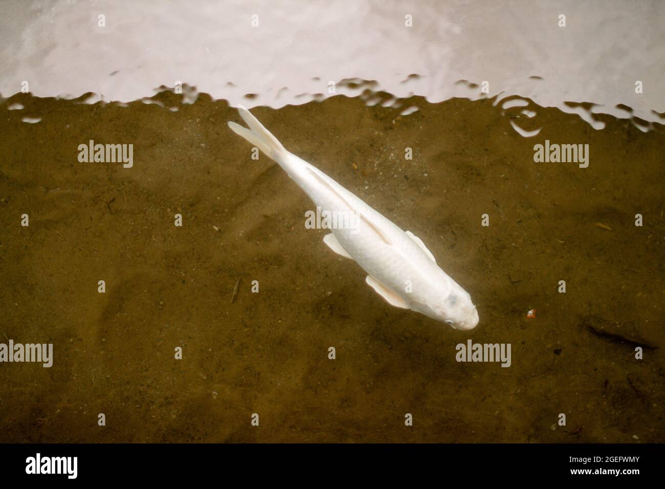 White fish swimming in the lake Stock Photo - Alamy