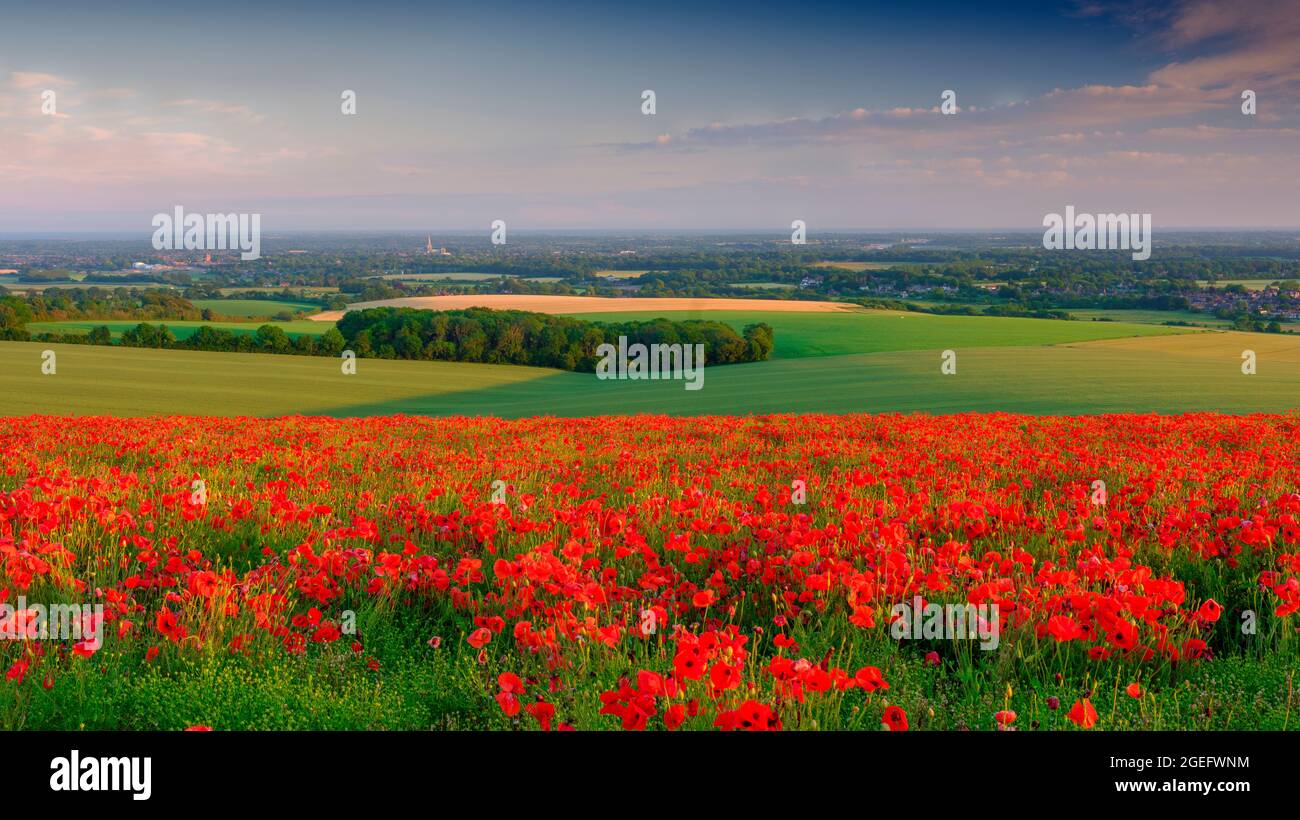 Goodwood. UK - June 25, 2021: Poppy fields on Trundle Hill on the South ...