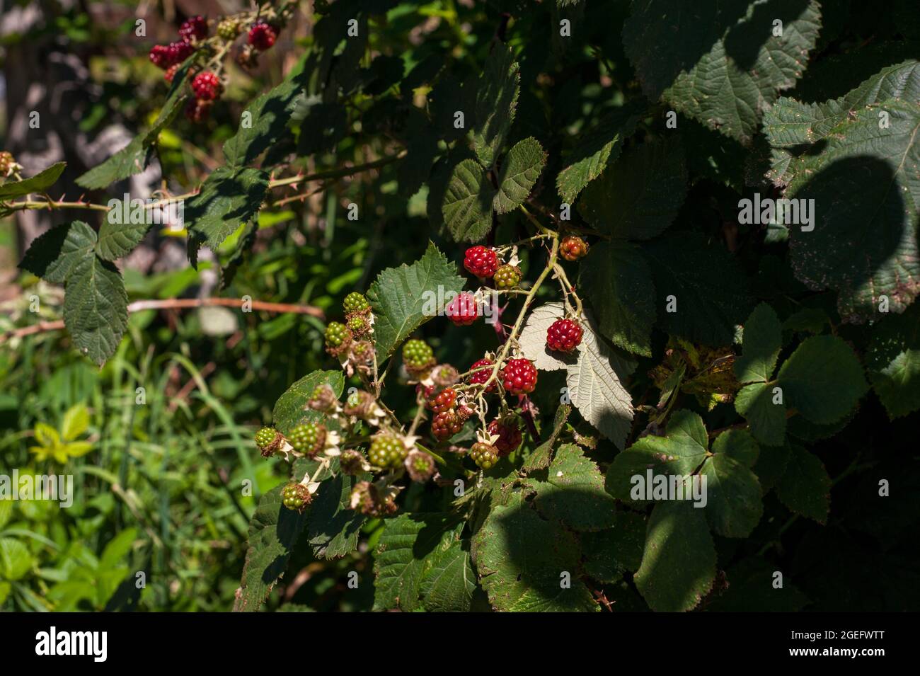 Beautiful shot of thick bushes in a sunny garden with ripe red and ...
