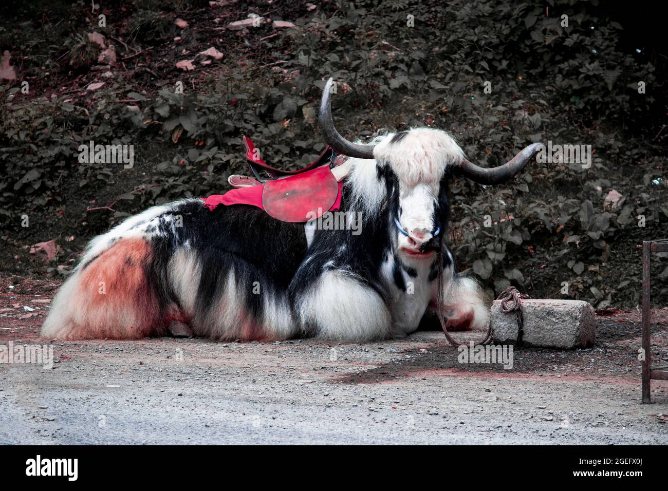 Yak on the road hi-res stock photography and images - Alamy