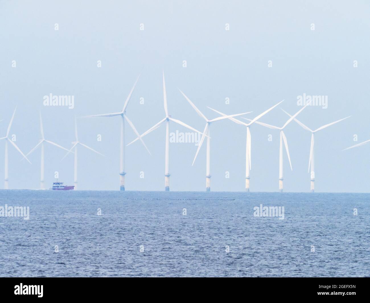 Common scoter flock hi-res stock photography and images - Alamy