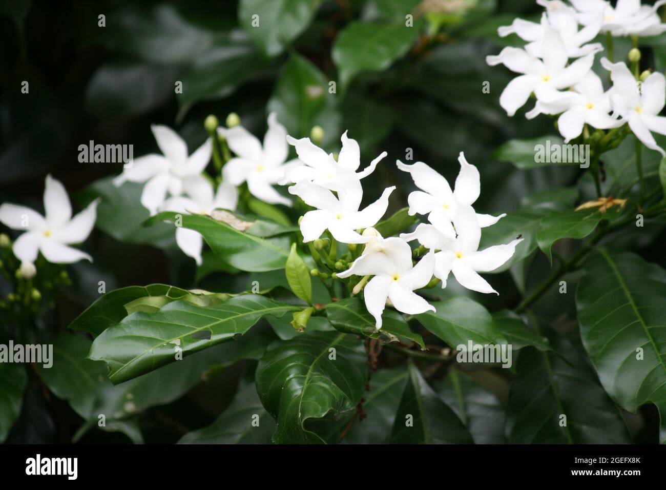White Crape jasmine or milk flower (Tabernaemontana divaricata) among ...