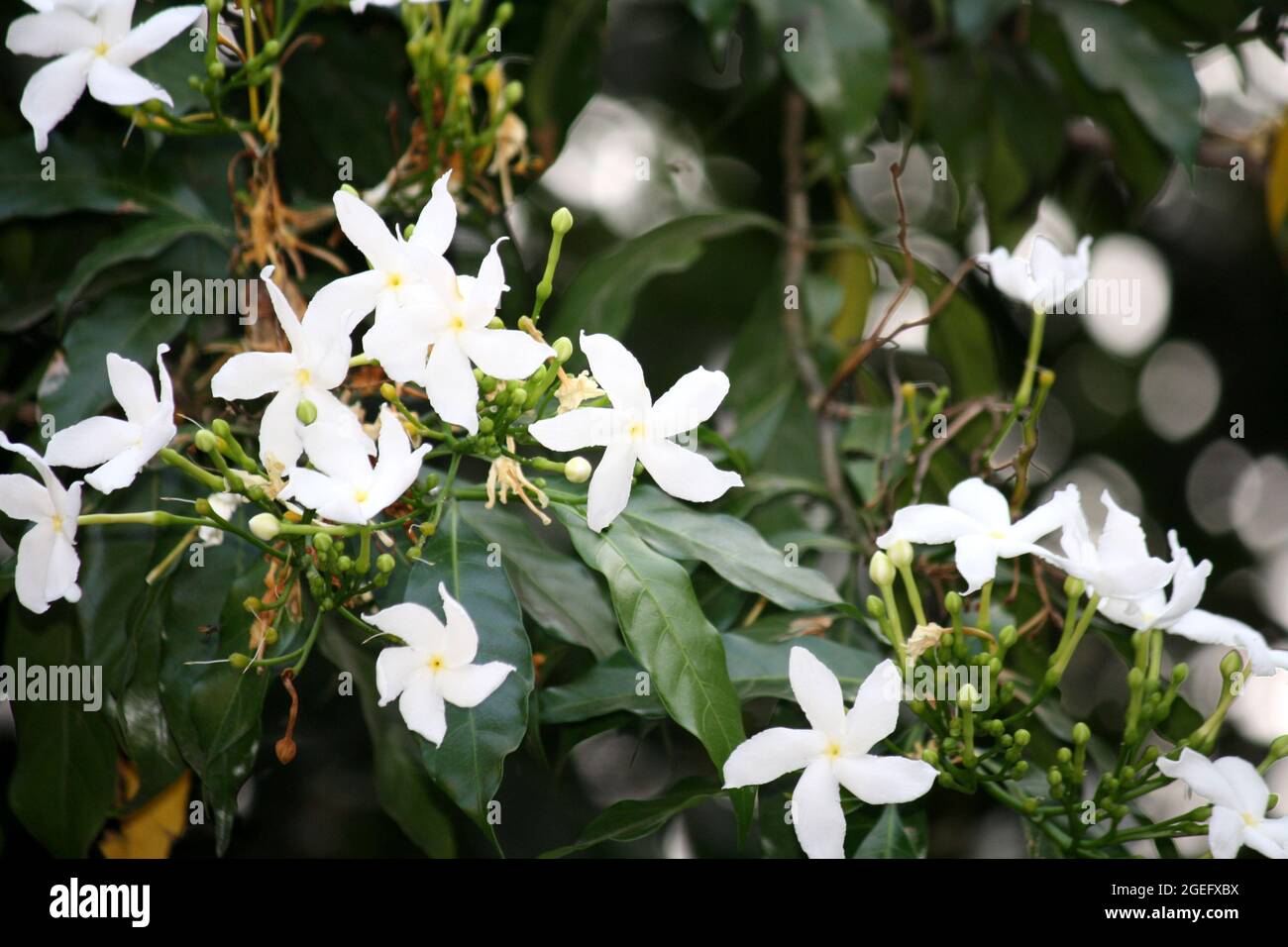 White Crape jasmine or milk flower (Tabernaemontana divaricata) among ...