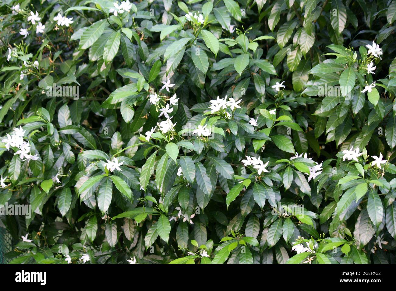 Jasmine moth hi-res stock photography and images - Alamy