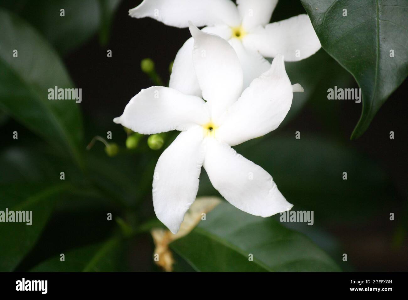 Jasmine tree crown hi-res stock photography and images - Alamy