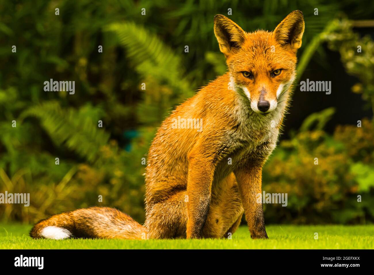 A wet and inquisitive urban red fox (Vulpes vulpes) on a rainy day in a ...