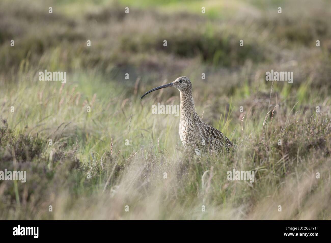 Curlew on Dallow Moor, North Yorkshire Stock Photo - Alamy