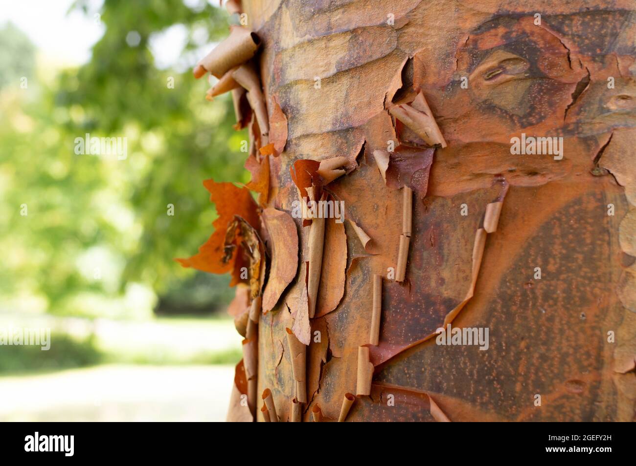 flaking bark on a tree sunny day Stock Photo - Alamy