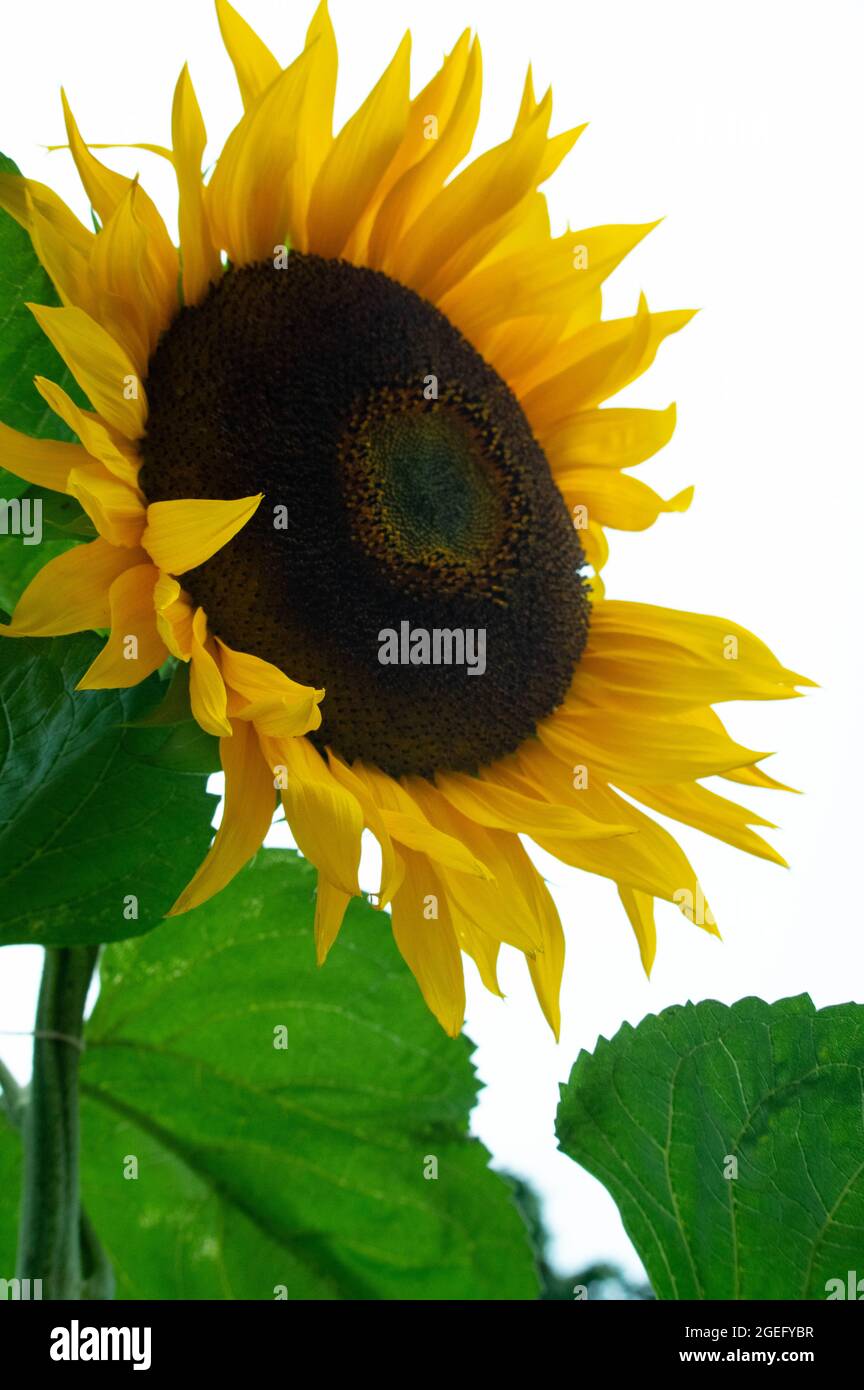 garden sunflower taken from below Stock Photo - Alamy
