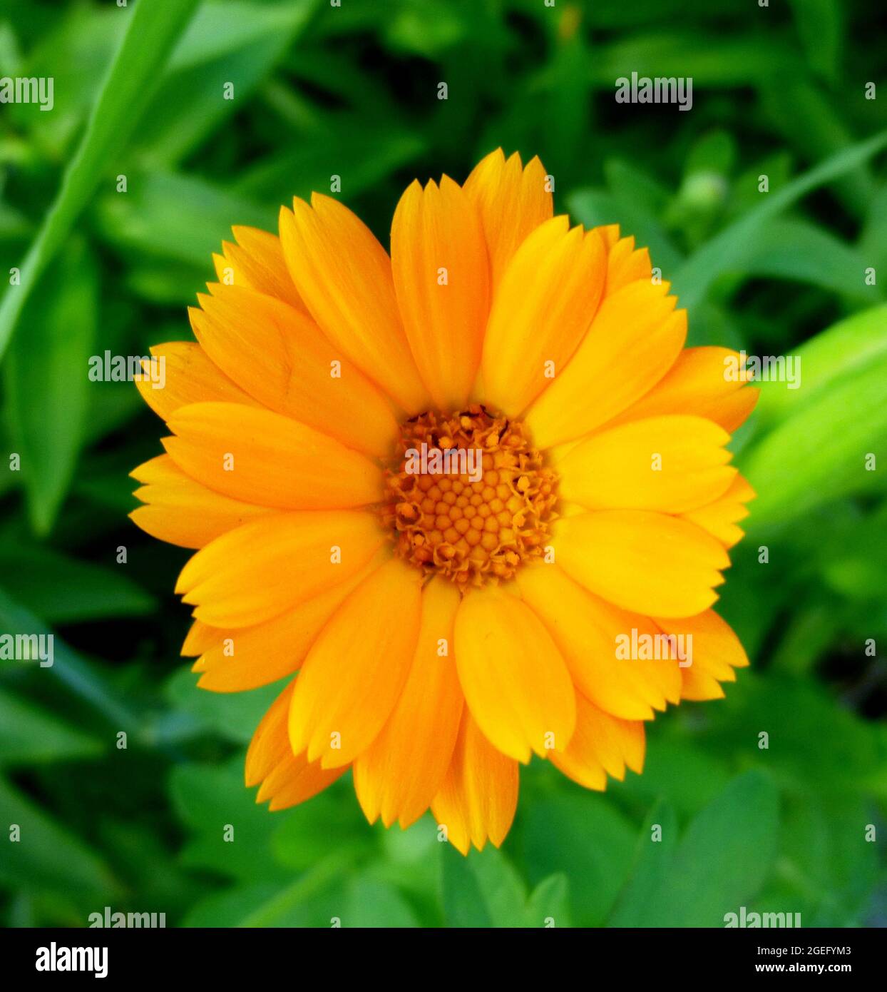 Calendula officinalis, pot marigold, ruddles, common marigold, Scotch ...