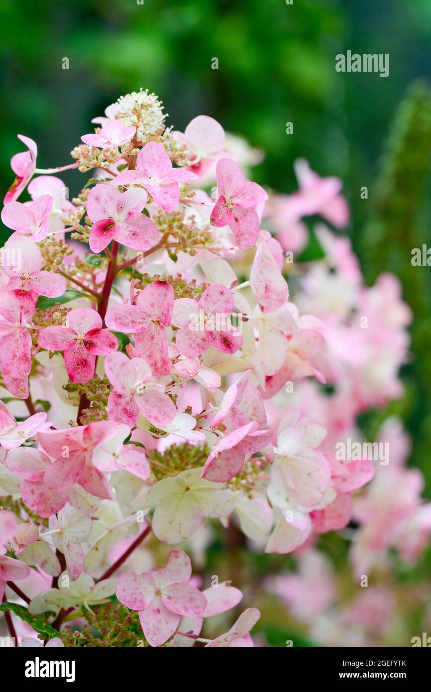 Beautiful and dramatic pink and white Hydrangea flower Stock Photo - Alamy