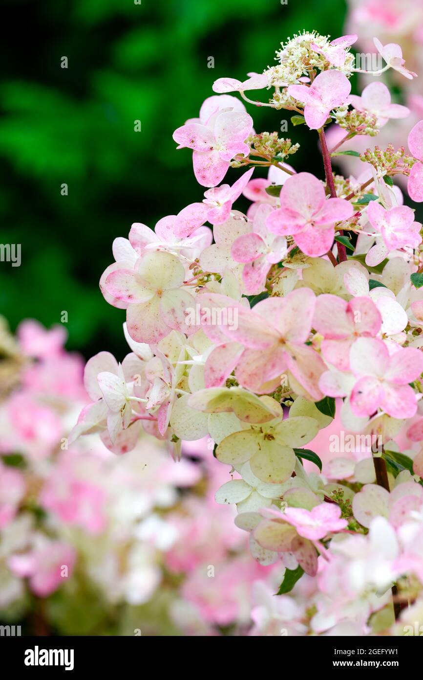 Beautiful and dramatic pink and white Hydrangea flower Stock Photo - Alamy