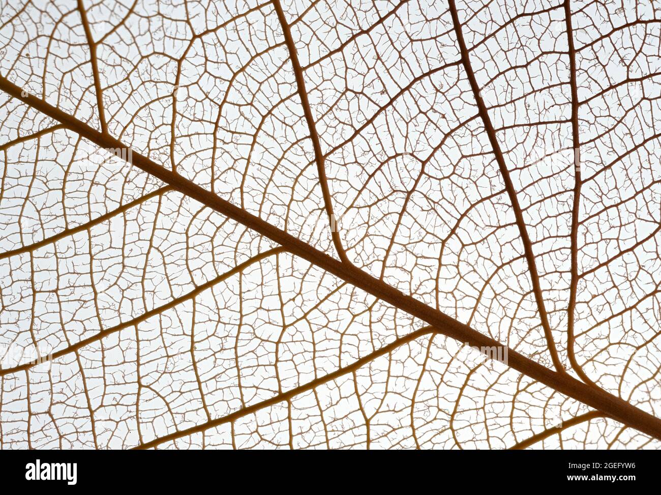 Leaf skeleton hi-res stock photography and images - Alamy