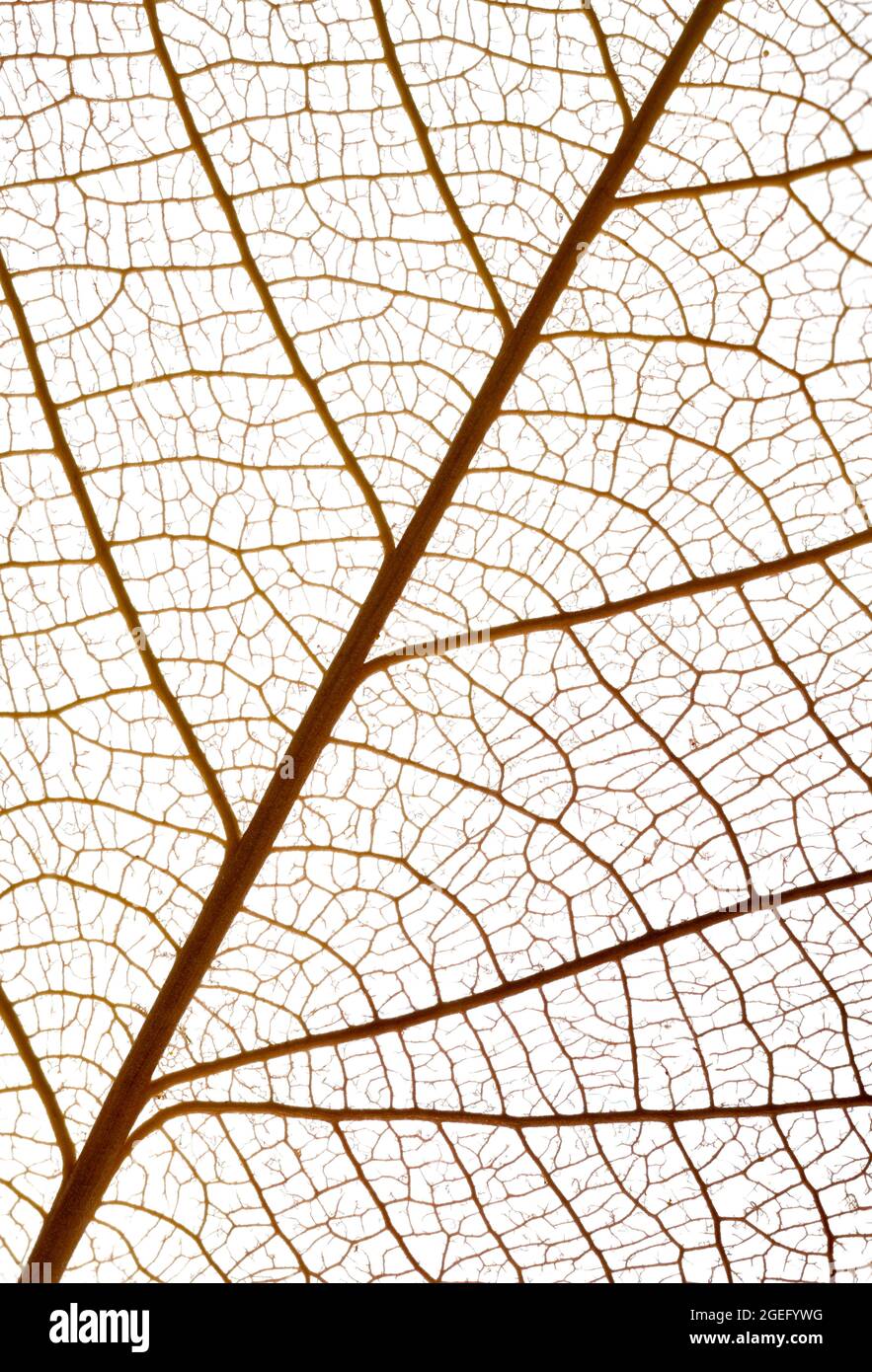 Leaf skeleton hi-res stock photography and images - Alamy