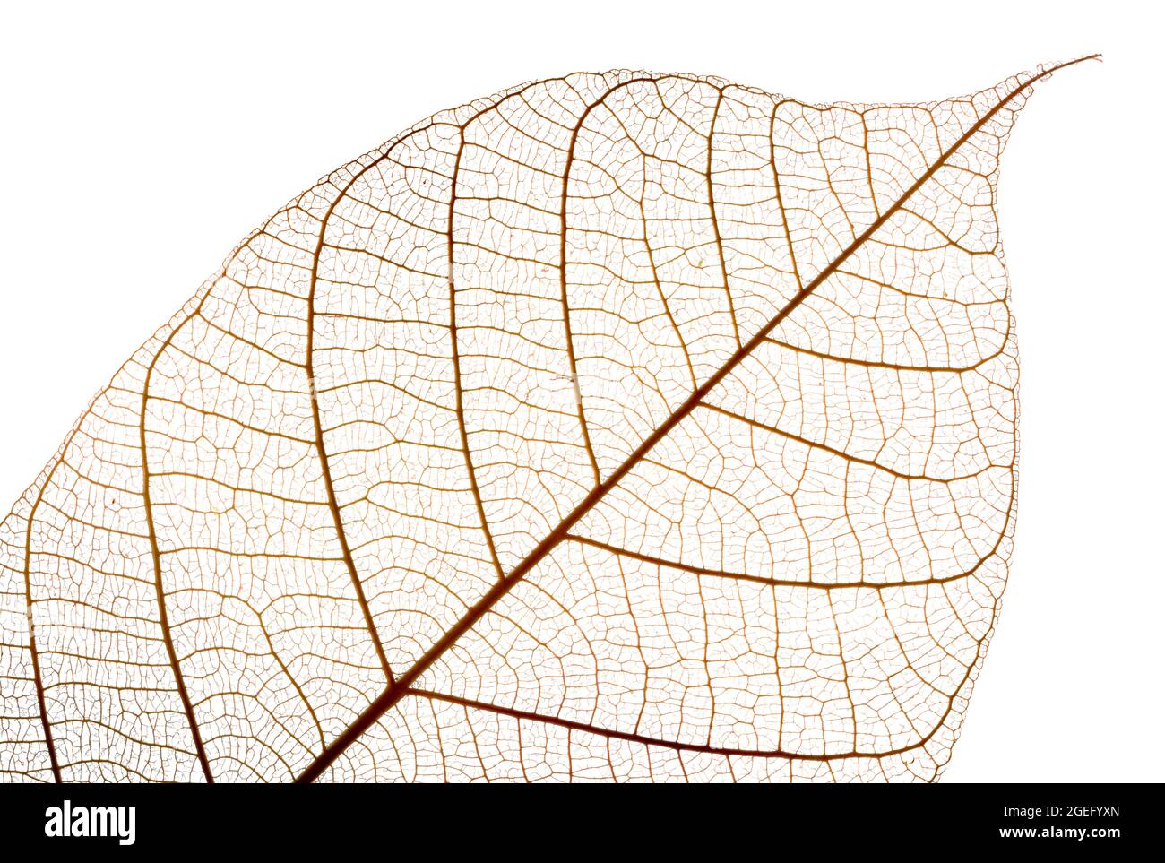 Skeleton leaf pattern hi-res stock photography and images - Alamy