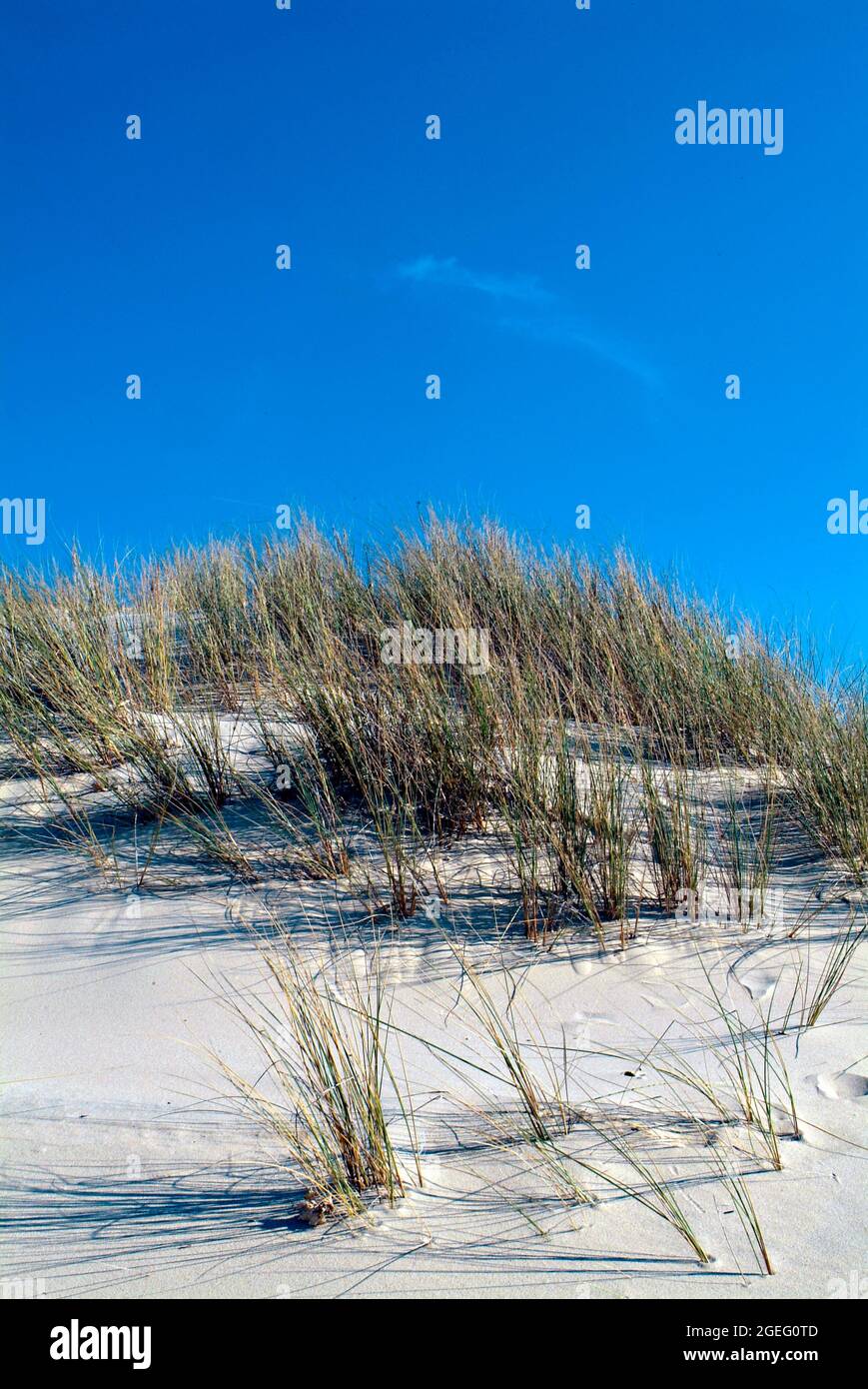 European beachgrass ammophila arenaria hi-res stock photography and ...