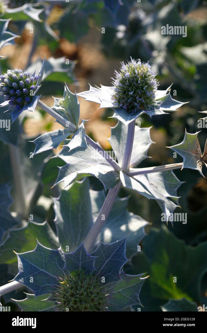 Sea holly or seaside eryngo (eryngium maritimum Stock Photo - Alamy
