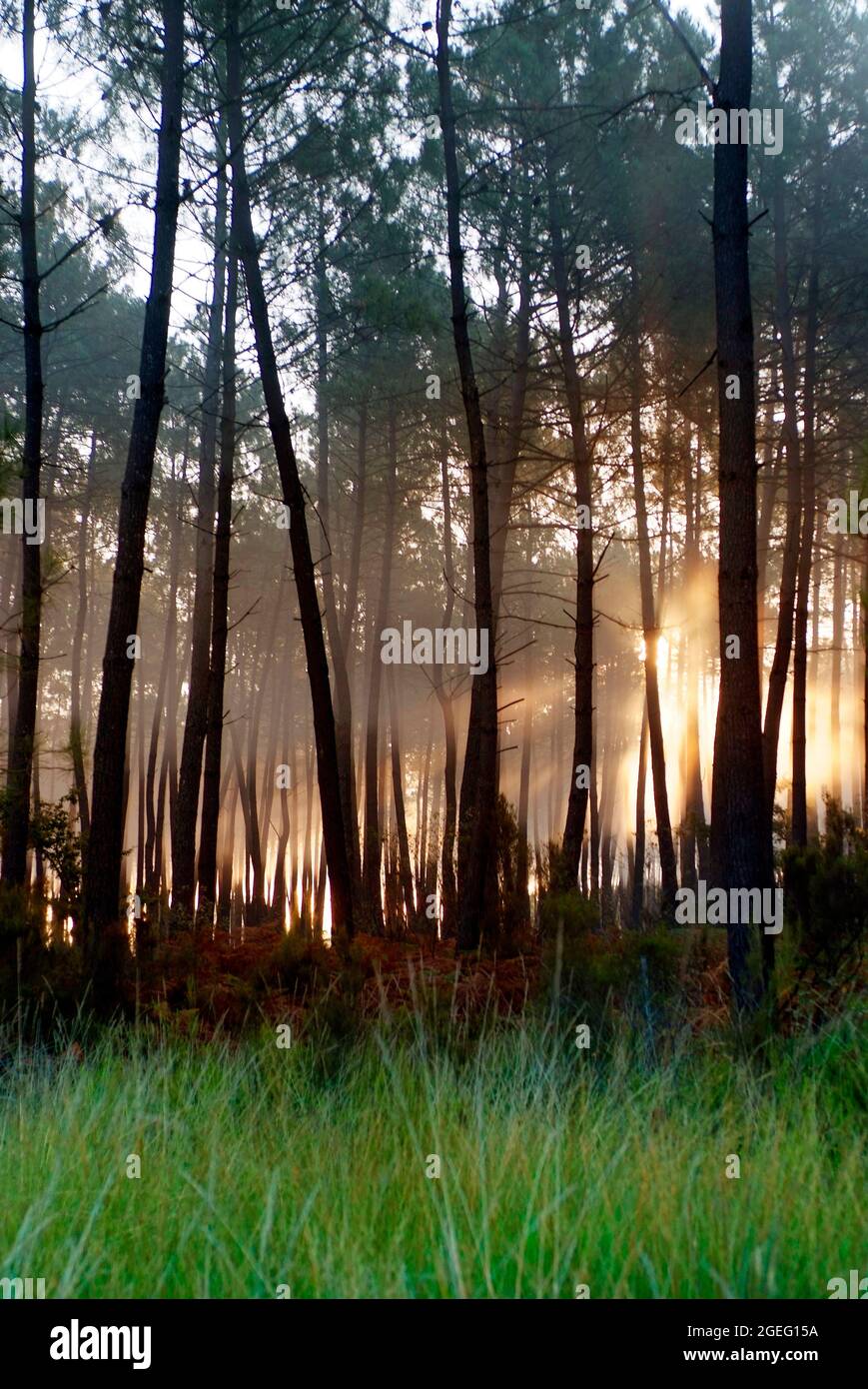 Pinewood Forests High Resolution Stock Photography and Images - Alamy