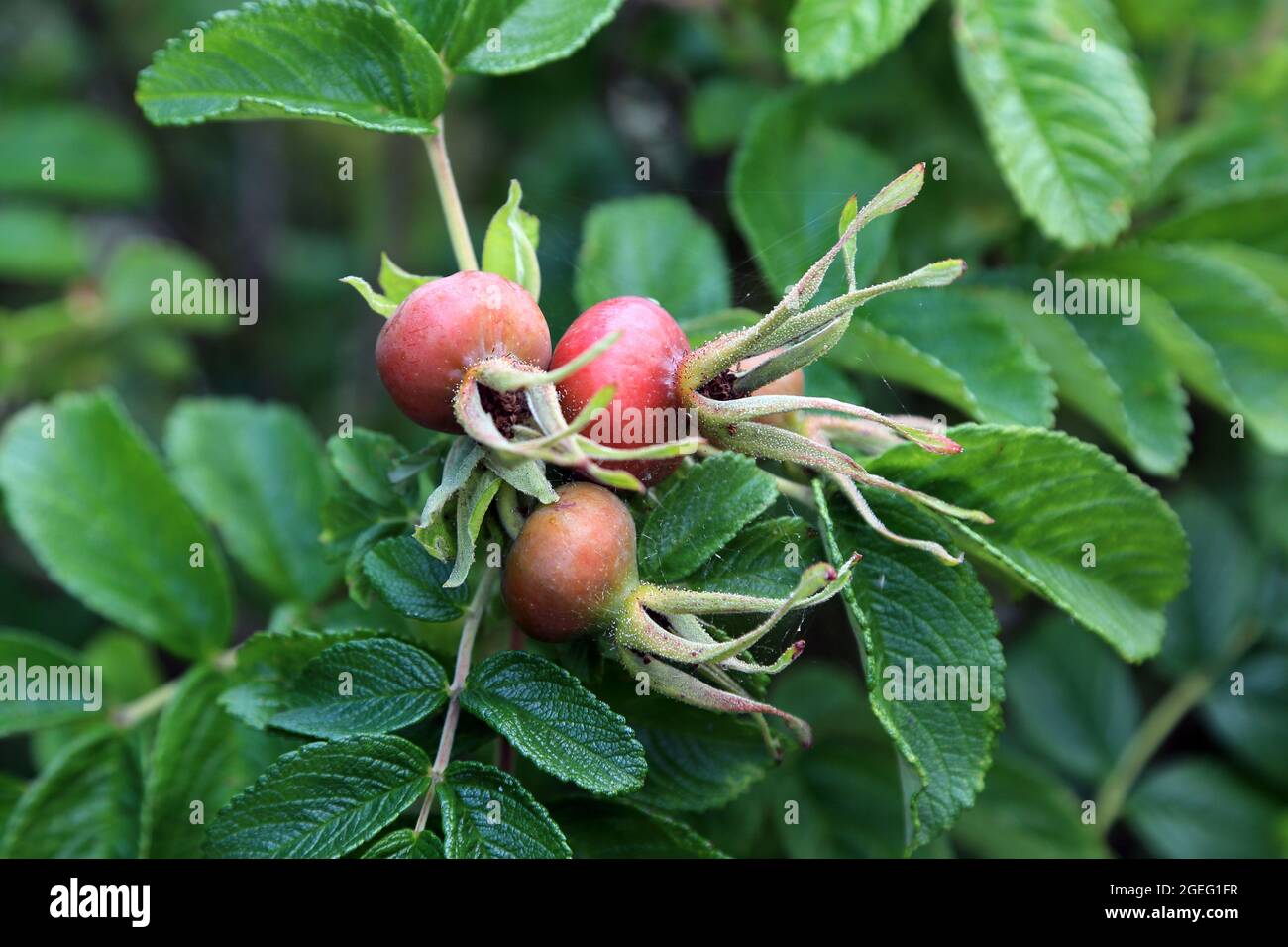 Rose hips on bush on hedge along Rectory Lane, Saltwood, Hythe, Kent ...