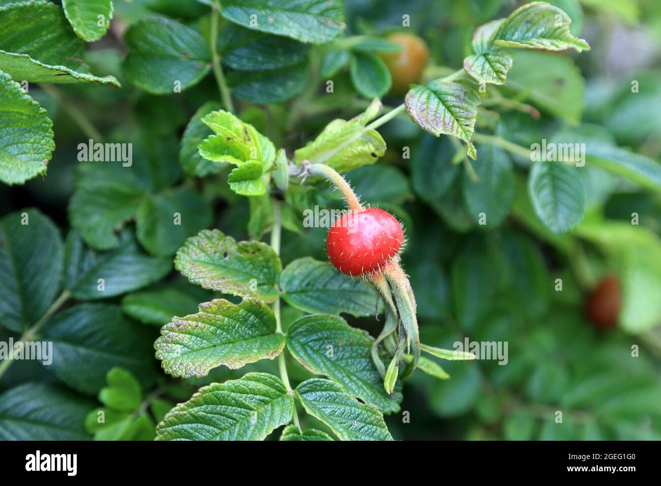 Rose hip on bush on hedge along Rectory Lane, Saltwood, Hythe, Kent ...