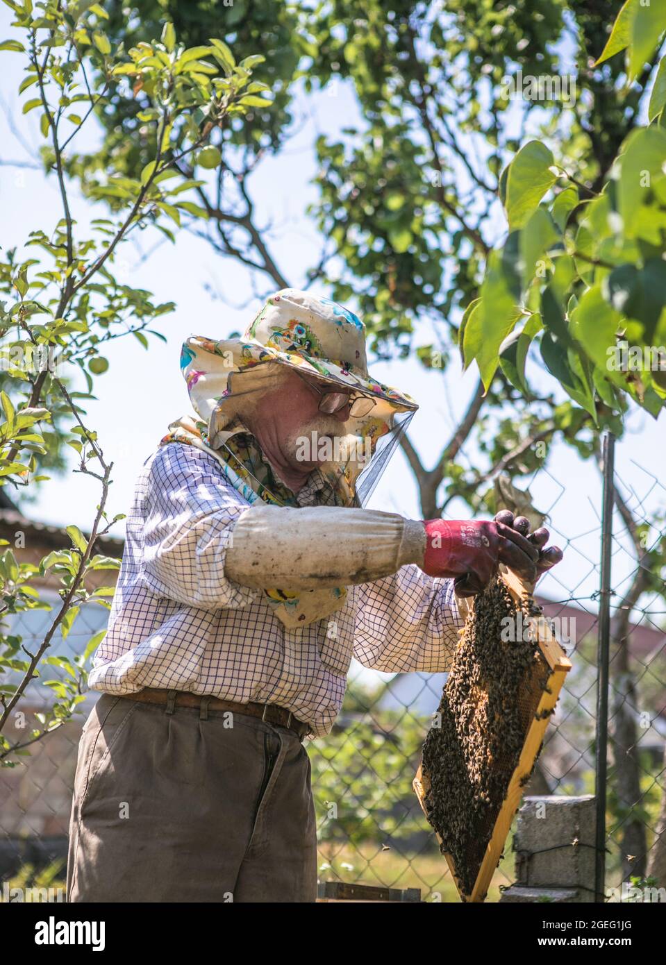 Beekeeper male working collect hi-res stock photography and images - Alamy