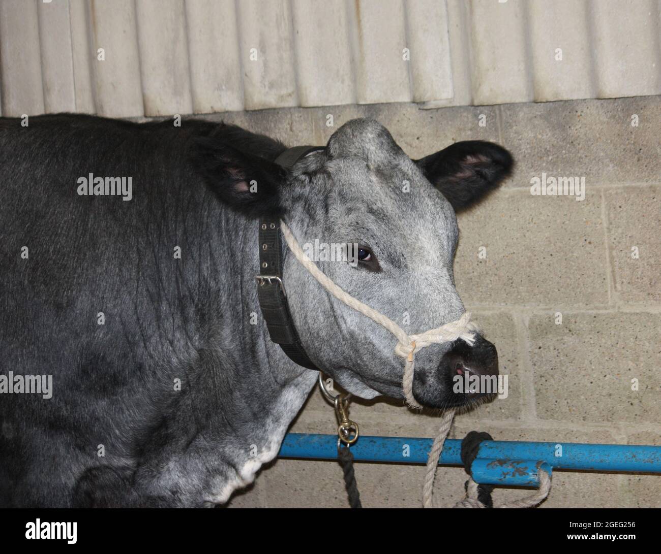 Tethered animal bovine cow hi-res stock photography and images - Alamy