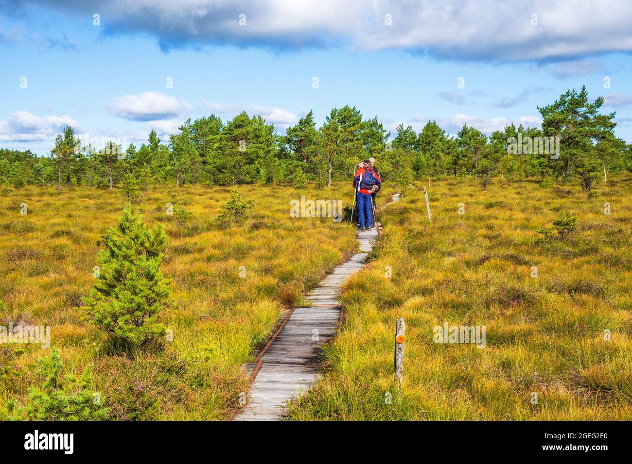 Raised bog with hikers on a path Stock Photo - Alamy