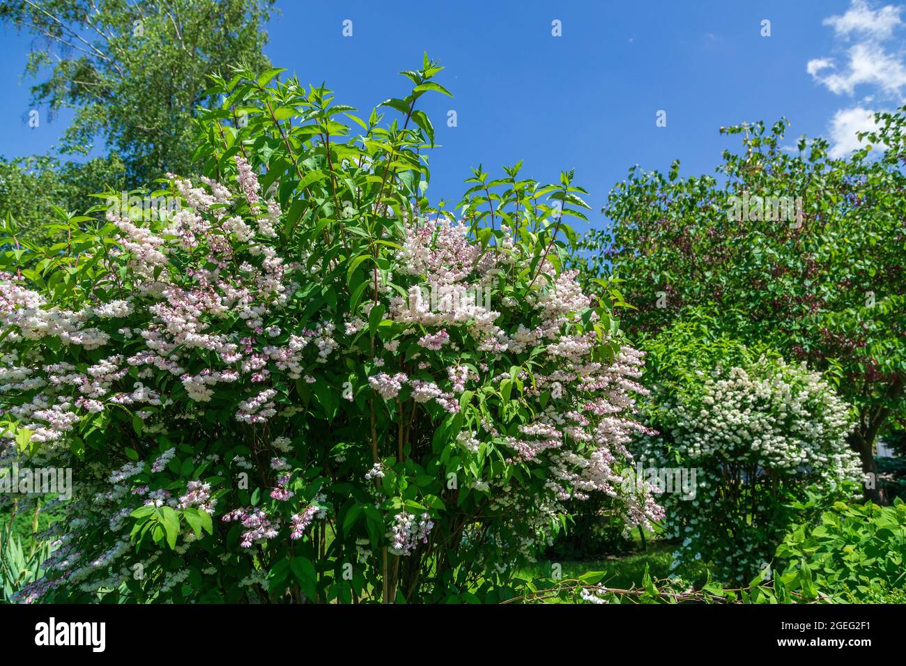 Shrub with beautiful white and pink full flowers - Deutzia scabra ...