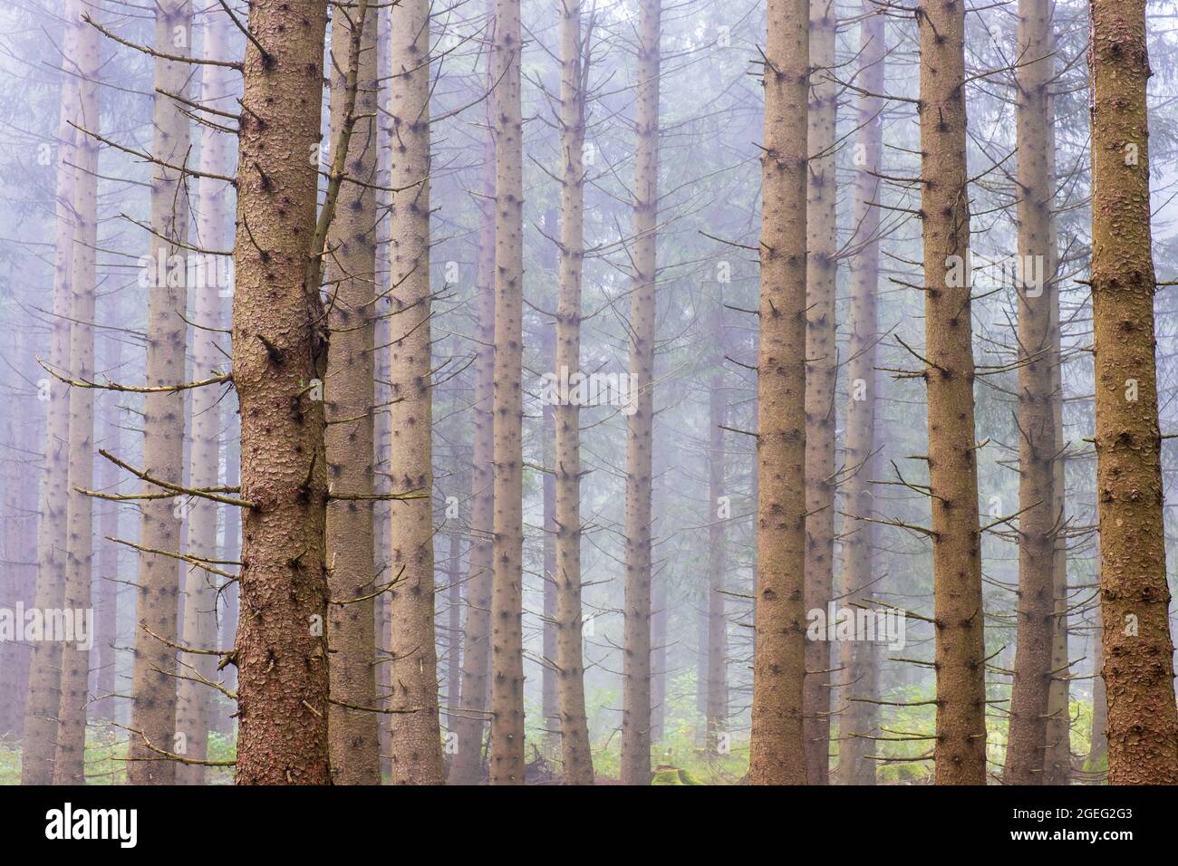 Spruce tree trunks hi-res stock photography and images - Alamy
