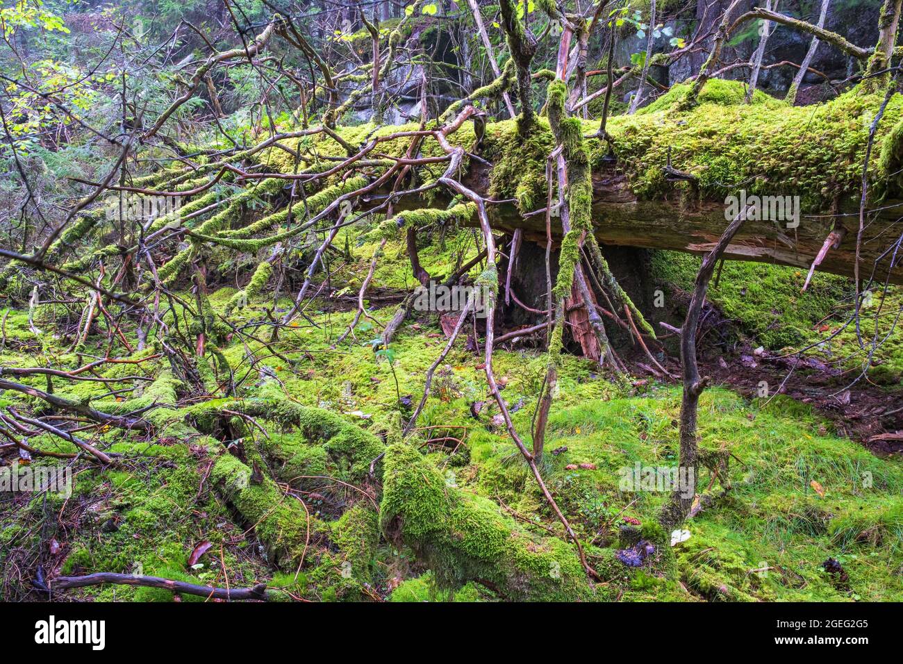 Fallen tree covered with green moss in a old growth forest Stock Photo ...