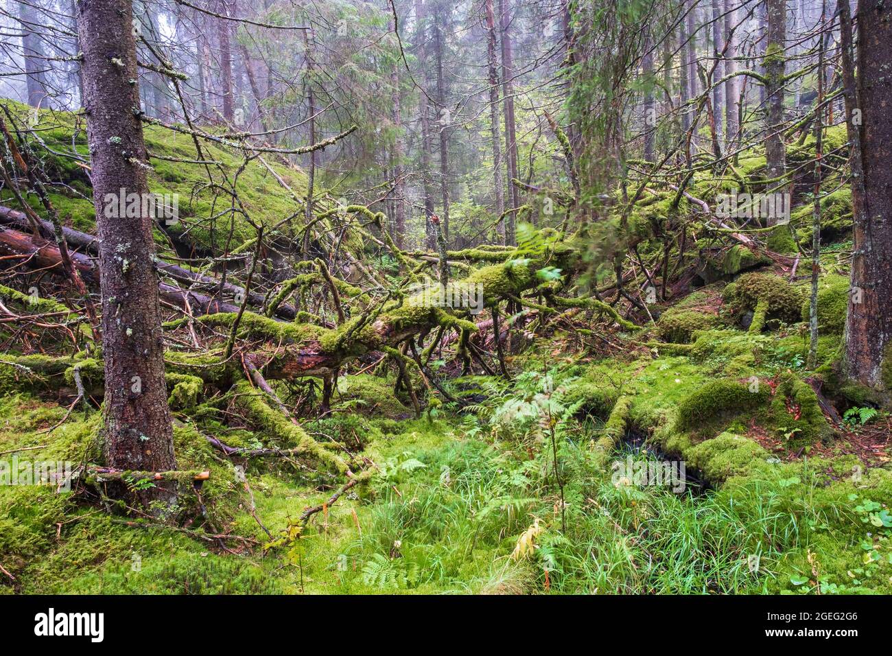 Fallen tree in a ravine at the wilderness Stock Photo - Alamy