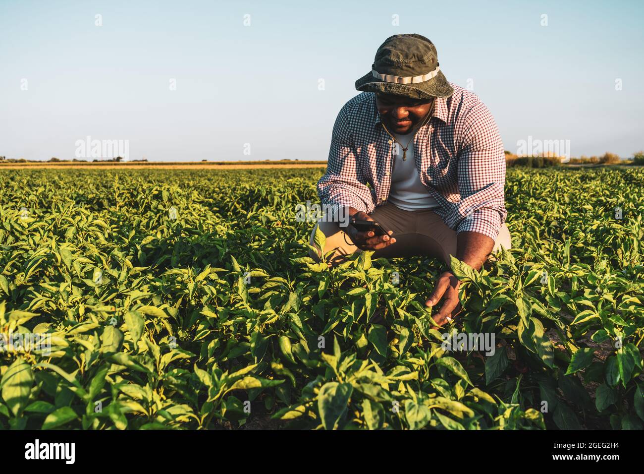 Chili pepper farmer hi-res stock photography and images - Alamy