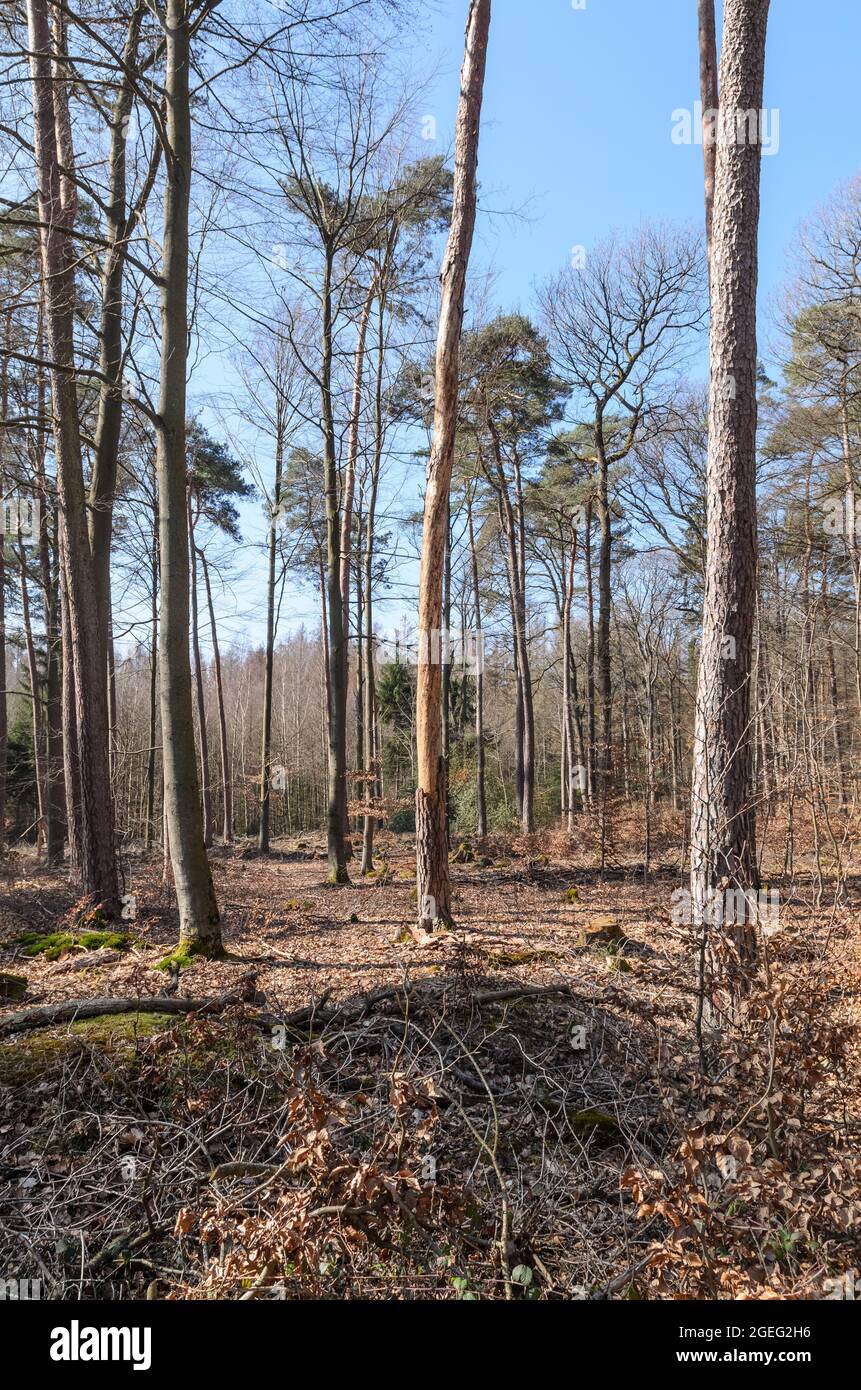 Forest scene with damaged trees and tree stump, pest infested by bark ...