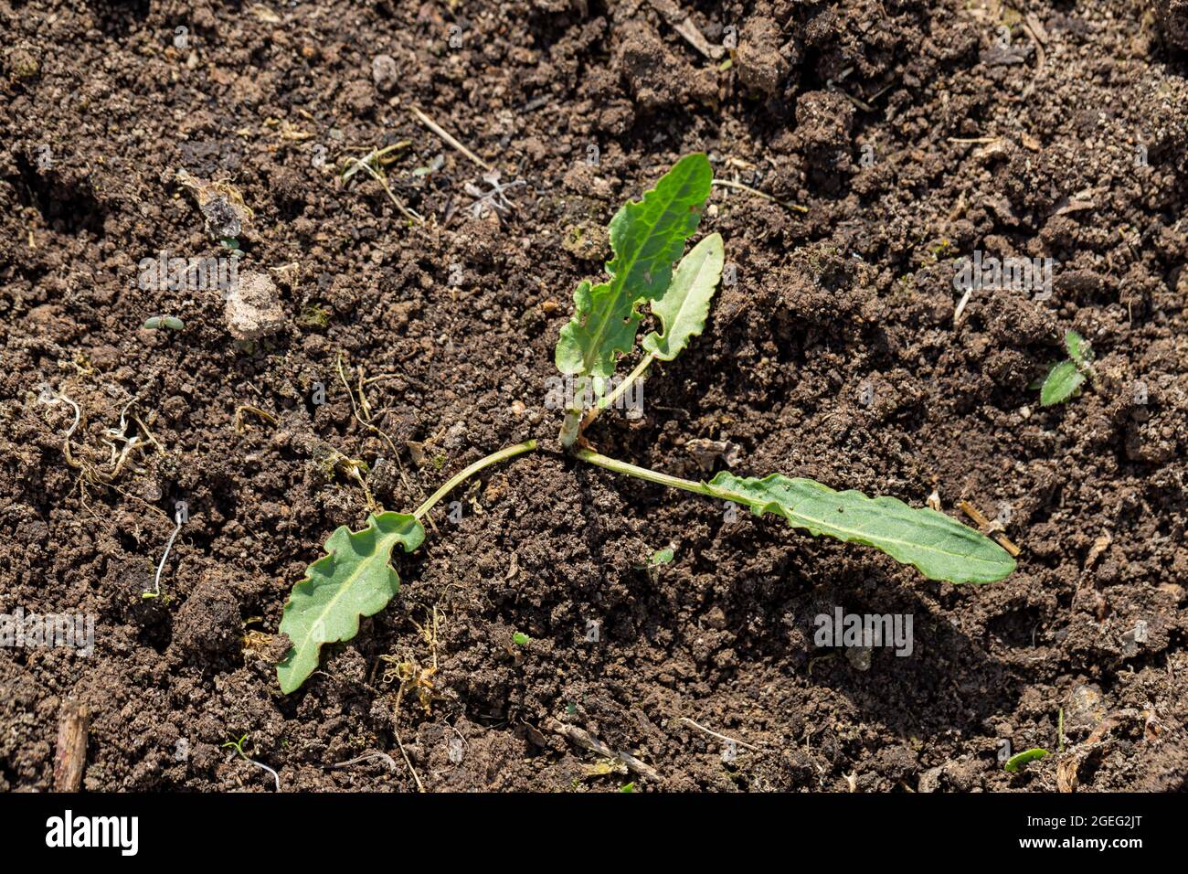 Horse sorrel weed in the garden. Rumex confertus leaf rosette Stock ...