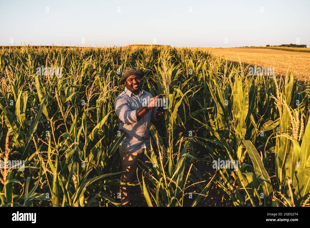 Farmer is standing in his growing corn field. He is satisfied because ...