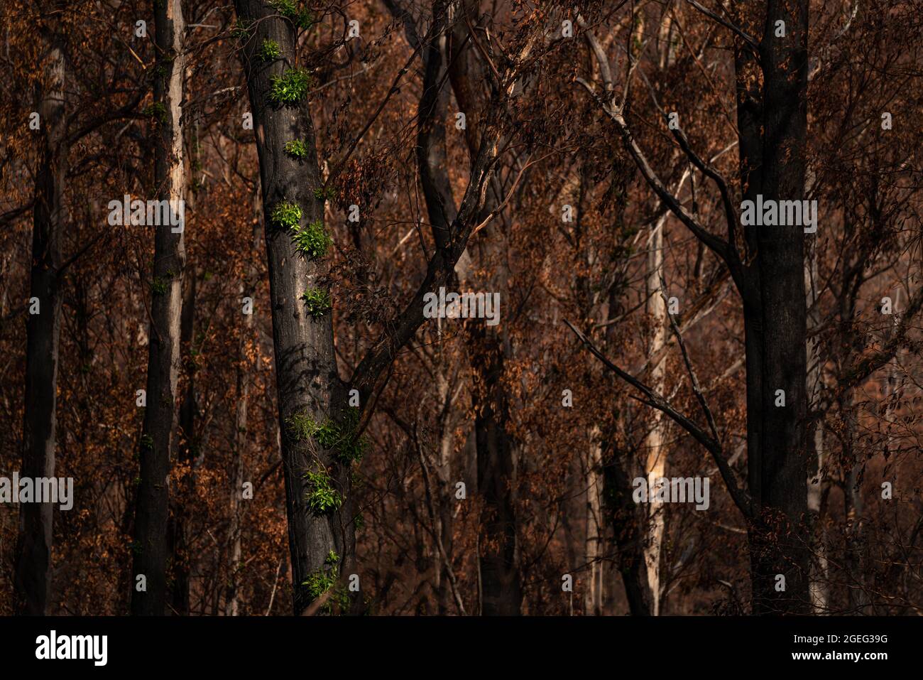 Australian bushfire regrowth hi-res stock photography and images - Alamy
