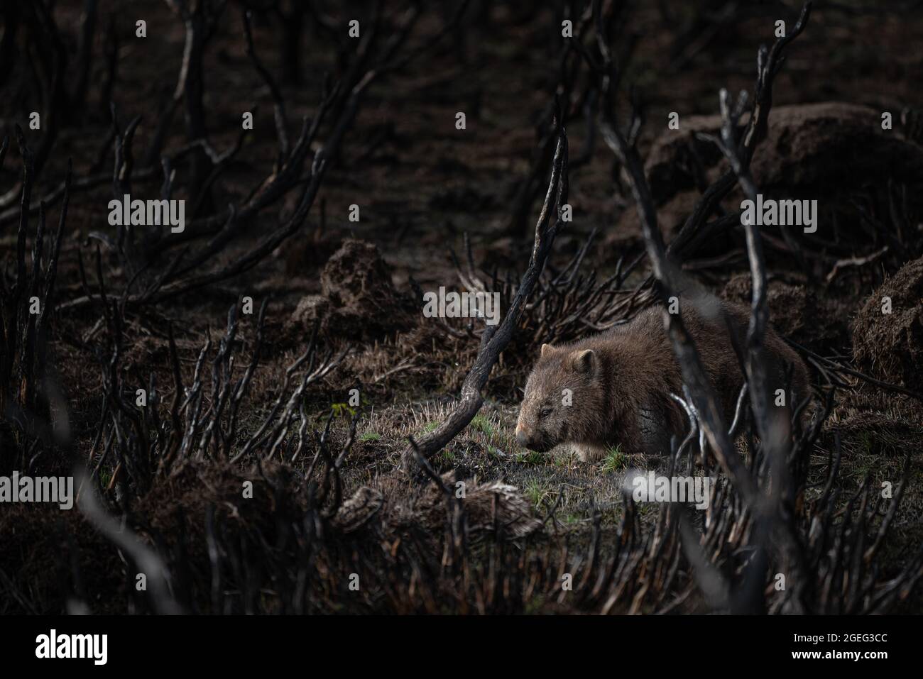 Bushfires hi-res stock photography and images - Alamy