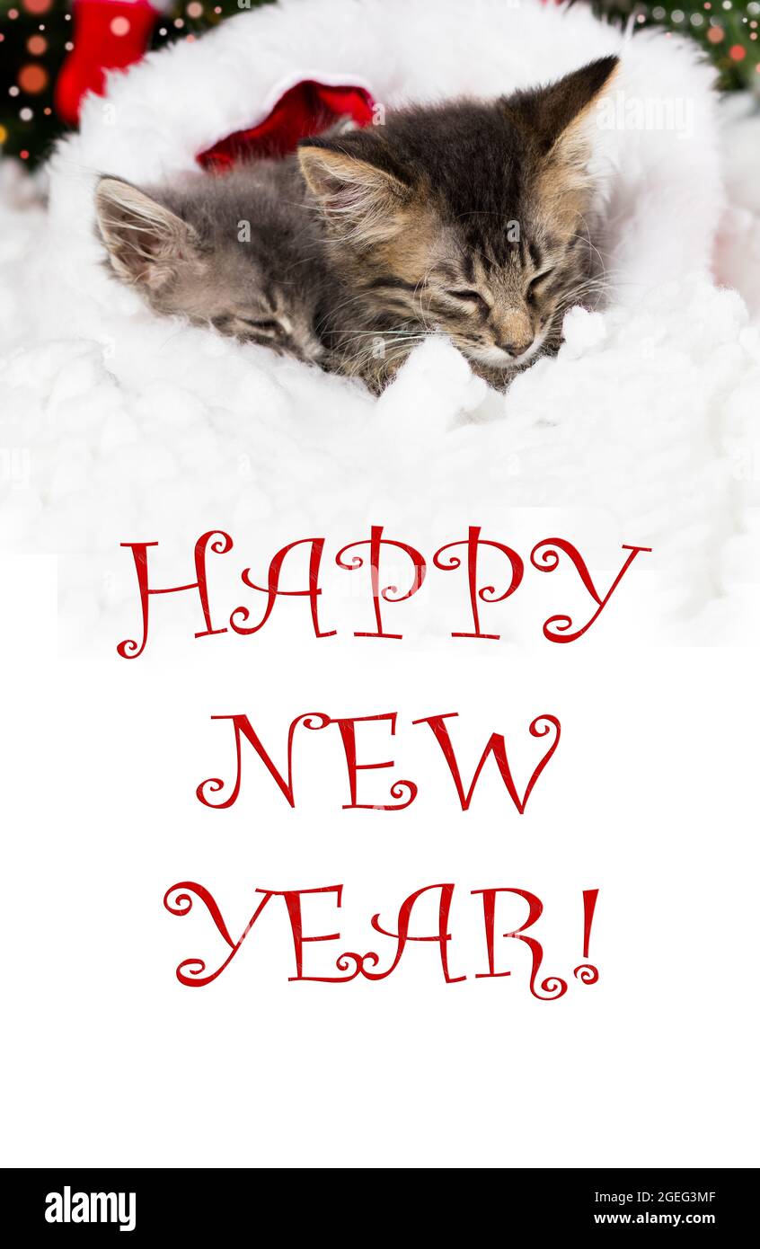Kittens sleeping in holiday decoration hi-res stock photography and ...