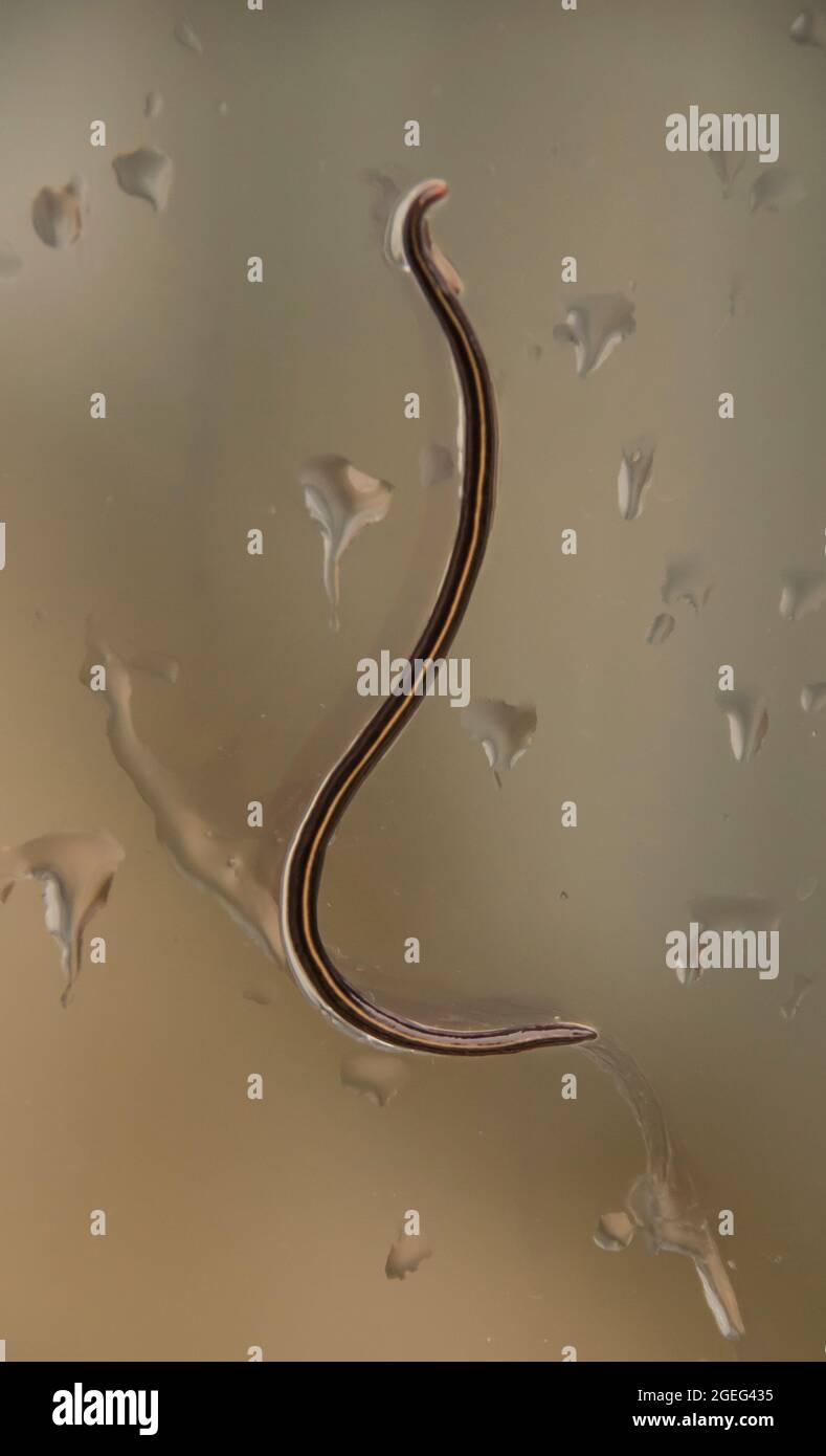 Flatworm not islc hi-res stock photography and images - Alamy