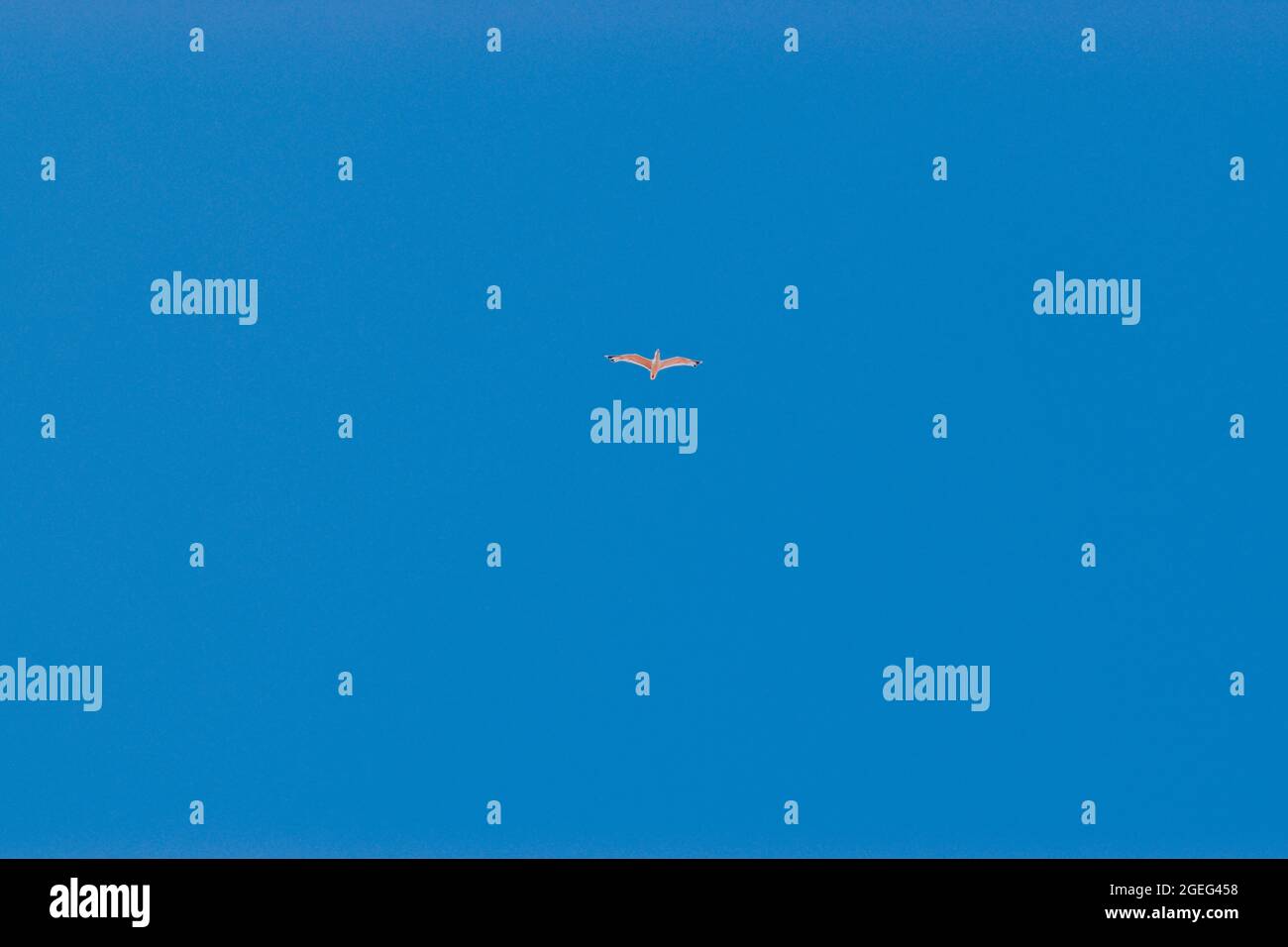 Small bird flying high in the blue sky Stock Photo - Alamy