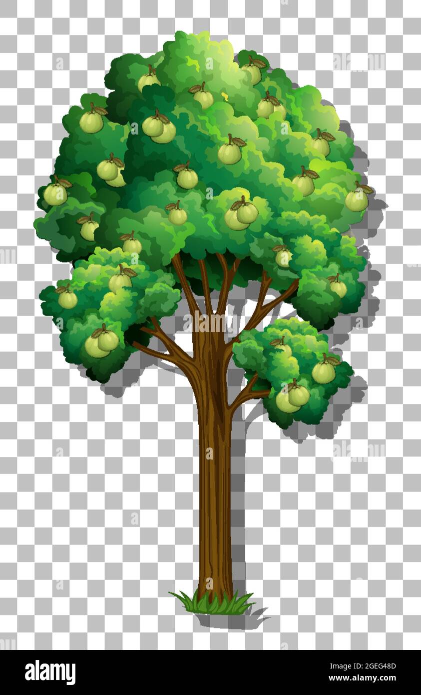 Guava tree on transparent background illustration Stock Vector Image ...