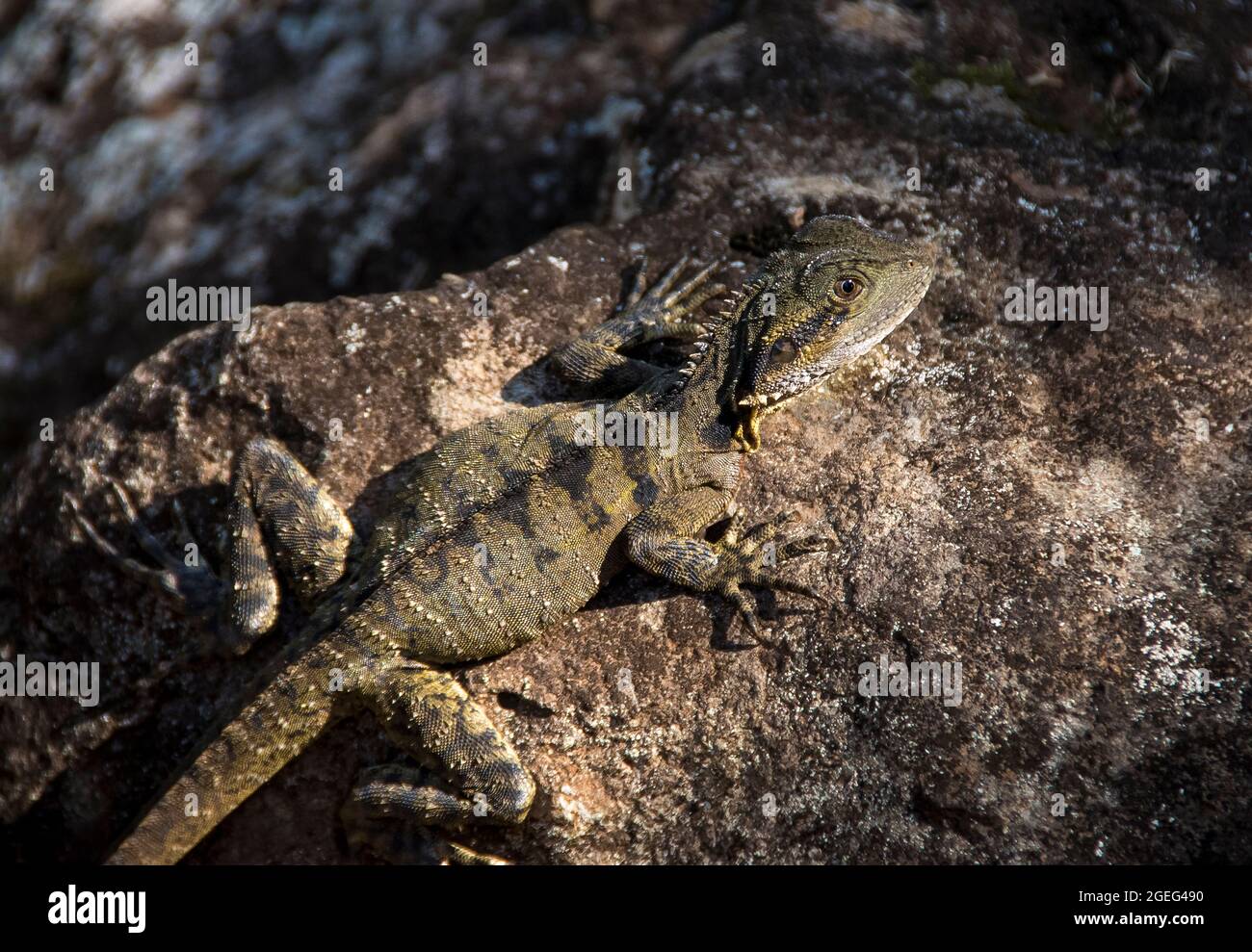 The body of a dragon and the tail of hi-res stock photography and ...