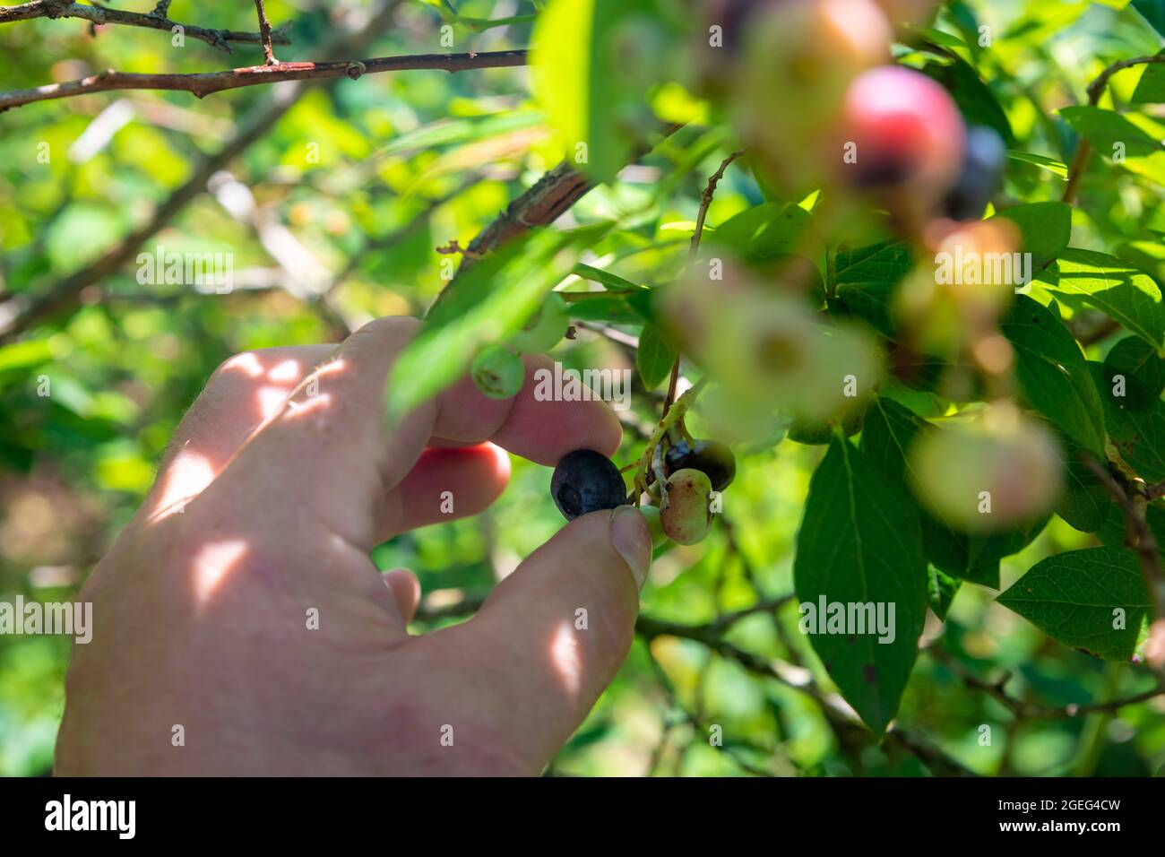 A hand reaches for ripe blueberries hanging from a bush in the bright ...