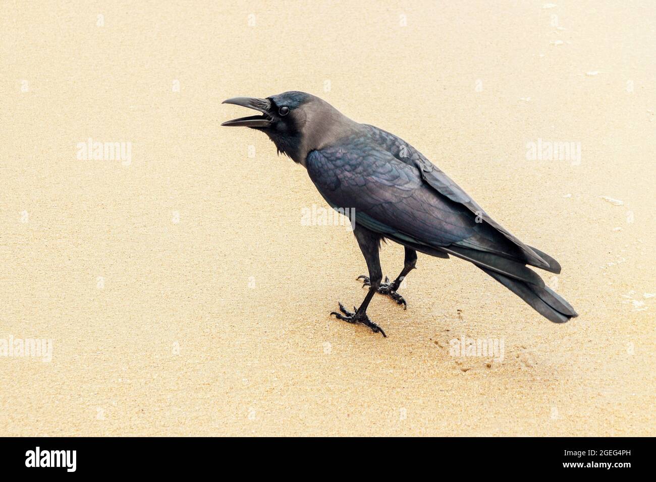 Close up of a crow hi-res stock photography and images - Alamy
