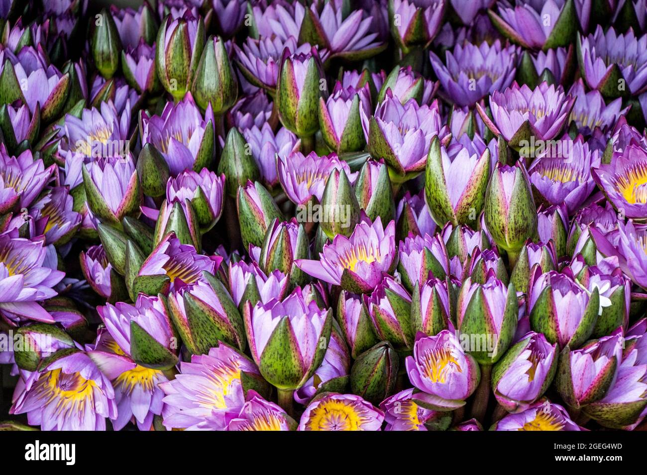 fresh lotus flowers at flower market Stock Photo - Alamy