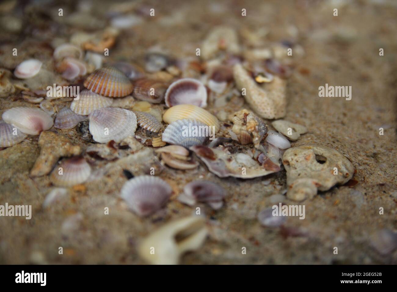 Pile of sea shells in the sand hi-res stock photography and images - Alamy