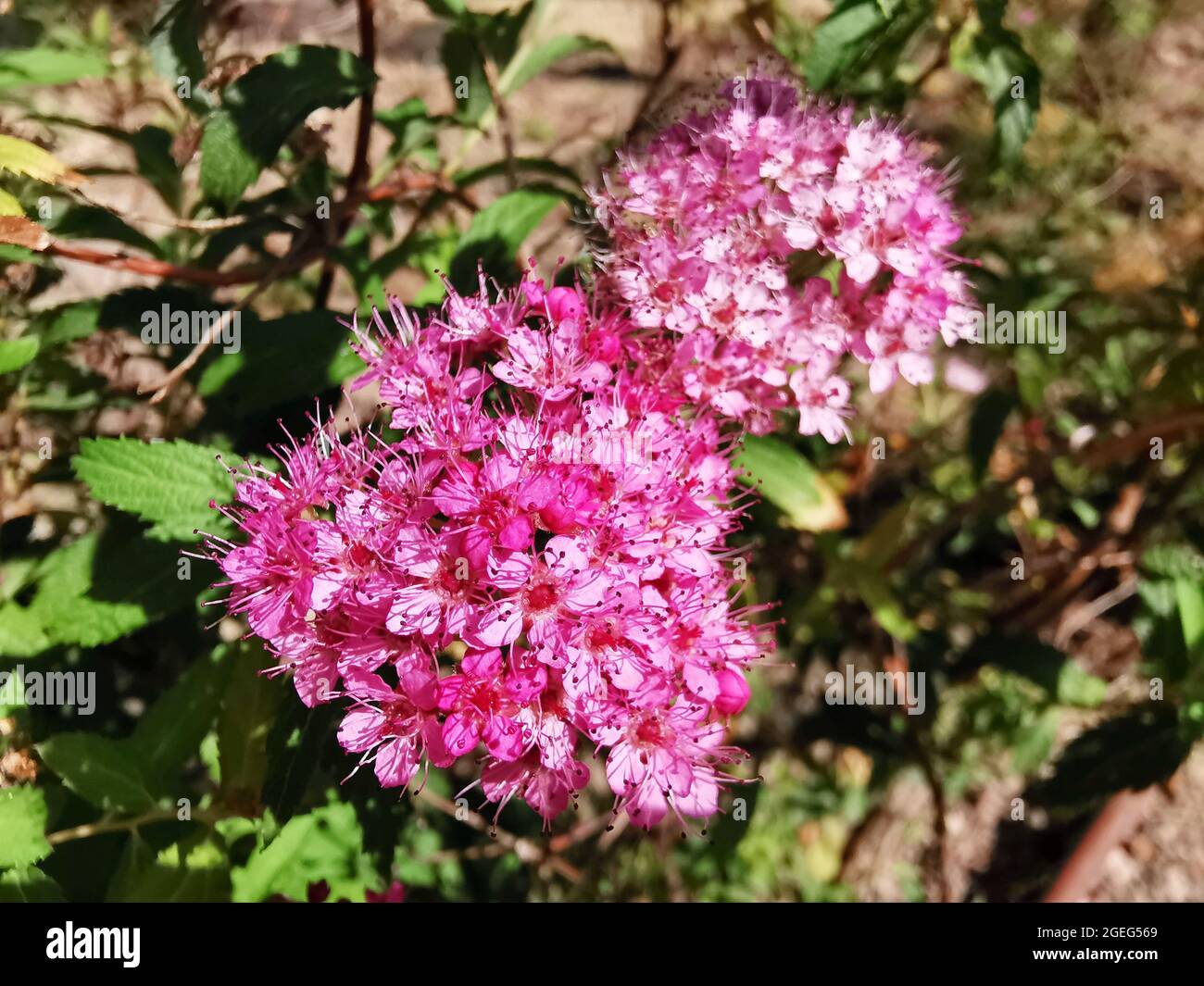 Beautiful pink spiraea japonica flowers in the garden Stock Photo - Alamy