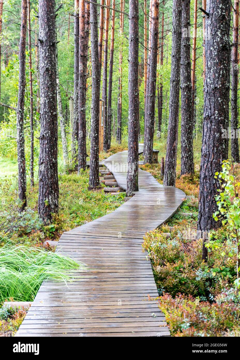 summer landscape from the bog, bog after rain, wet wooden footbridges ...