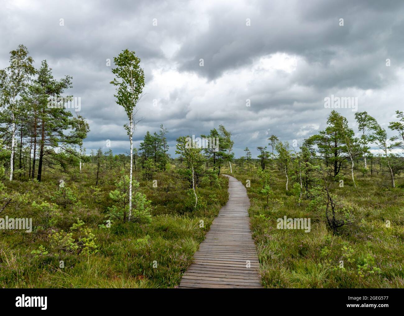 summer landscape from the bog, bog after rain, wet wooden footbridges ...