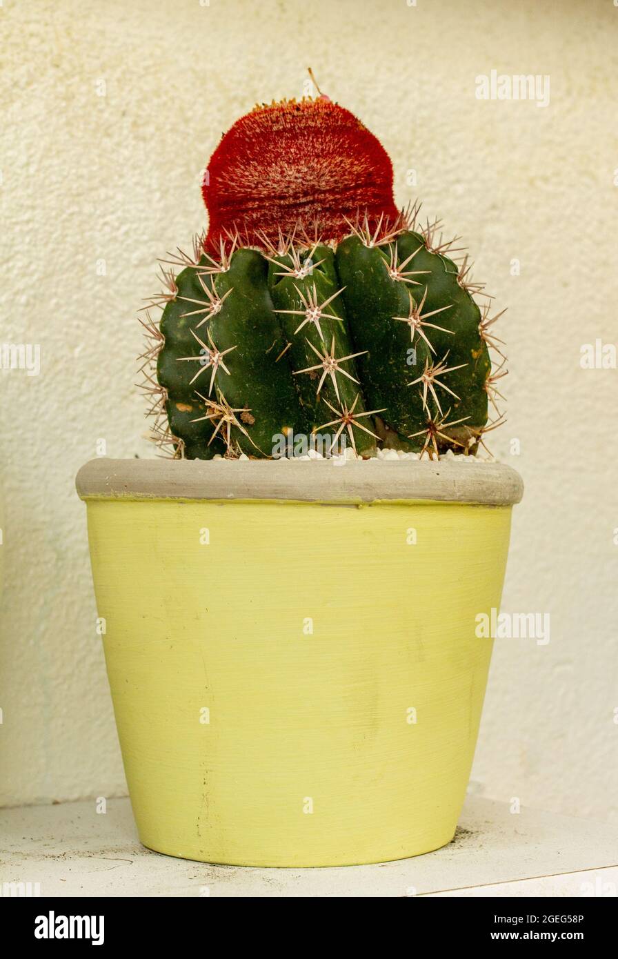 Melon cactus hi-res stock photography and images - Alamy
